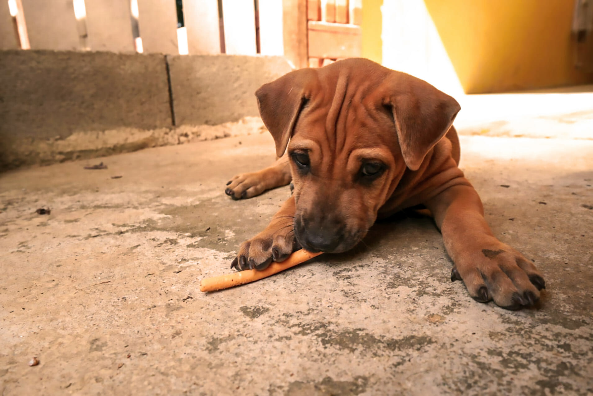 Happy Dogs Koh Chang- animal welfare and shelter care Thailand ...