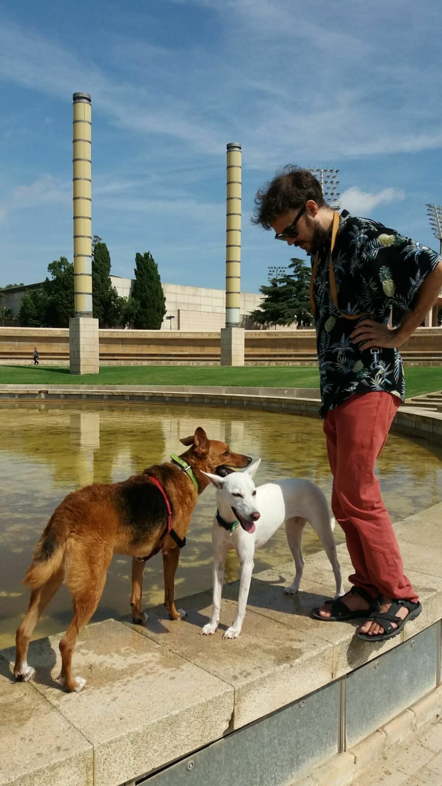 Coco in Spain – Happy Dogs Koh Chang- animal welfare and shelter care ...