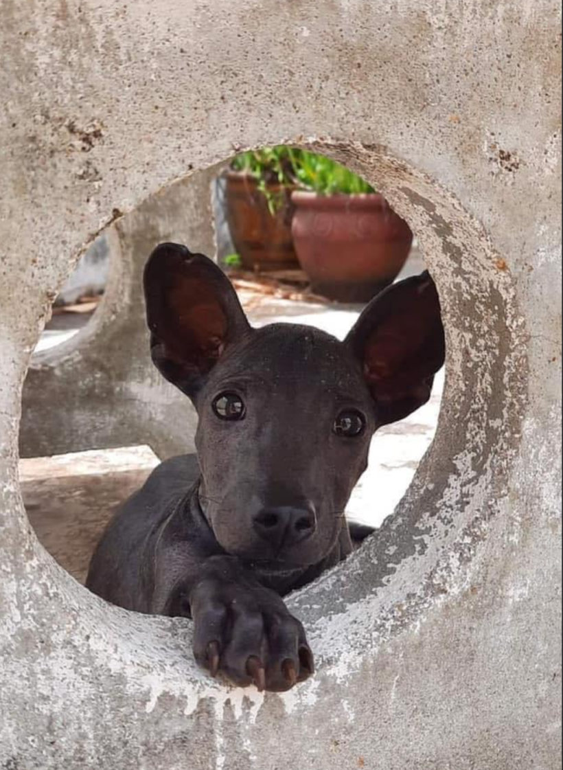 kujo – Happy Dogs Koh Chang- animal welfare and shelter care Thailand